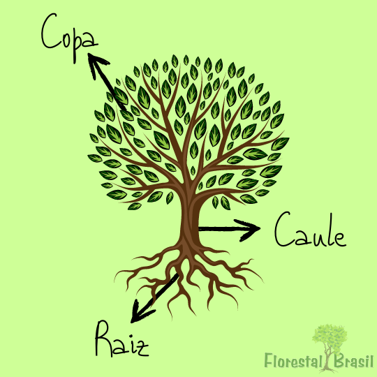 Árvore: raiz, caule e copa - Florestal Brasil