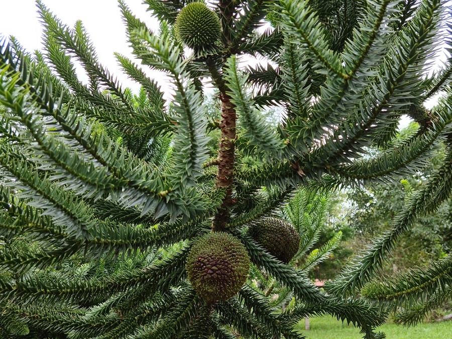 Araucárias que produzem pinhão de forma precoce? - Florestal Brasil