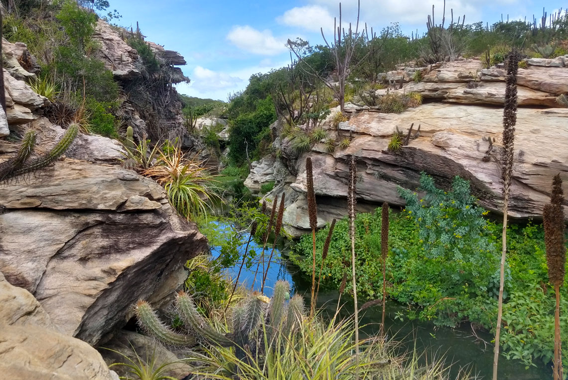 Grãos de pólen do fundo de uma lagoa revelam a história recente da Caatinga - Florestal Brasil