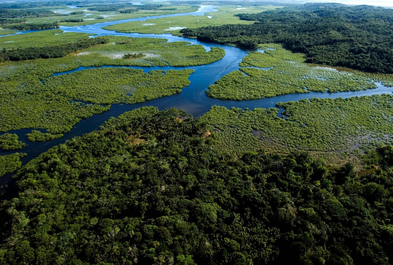 3 fatos essenciais sobre o bioma Mata Atlântica - Florestal Brasil