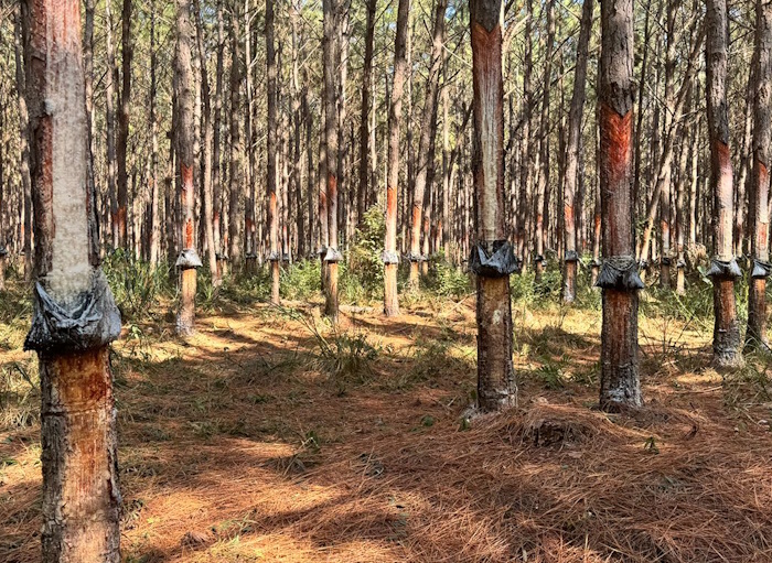 Nova praga ameaça produção de Pinus no Brasil e pode se espalhar pelo ...