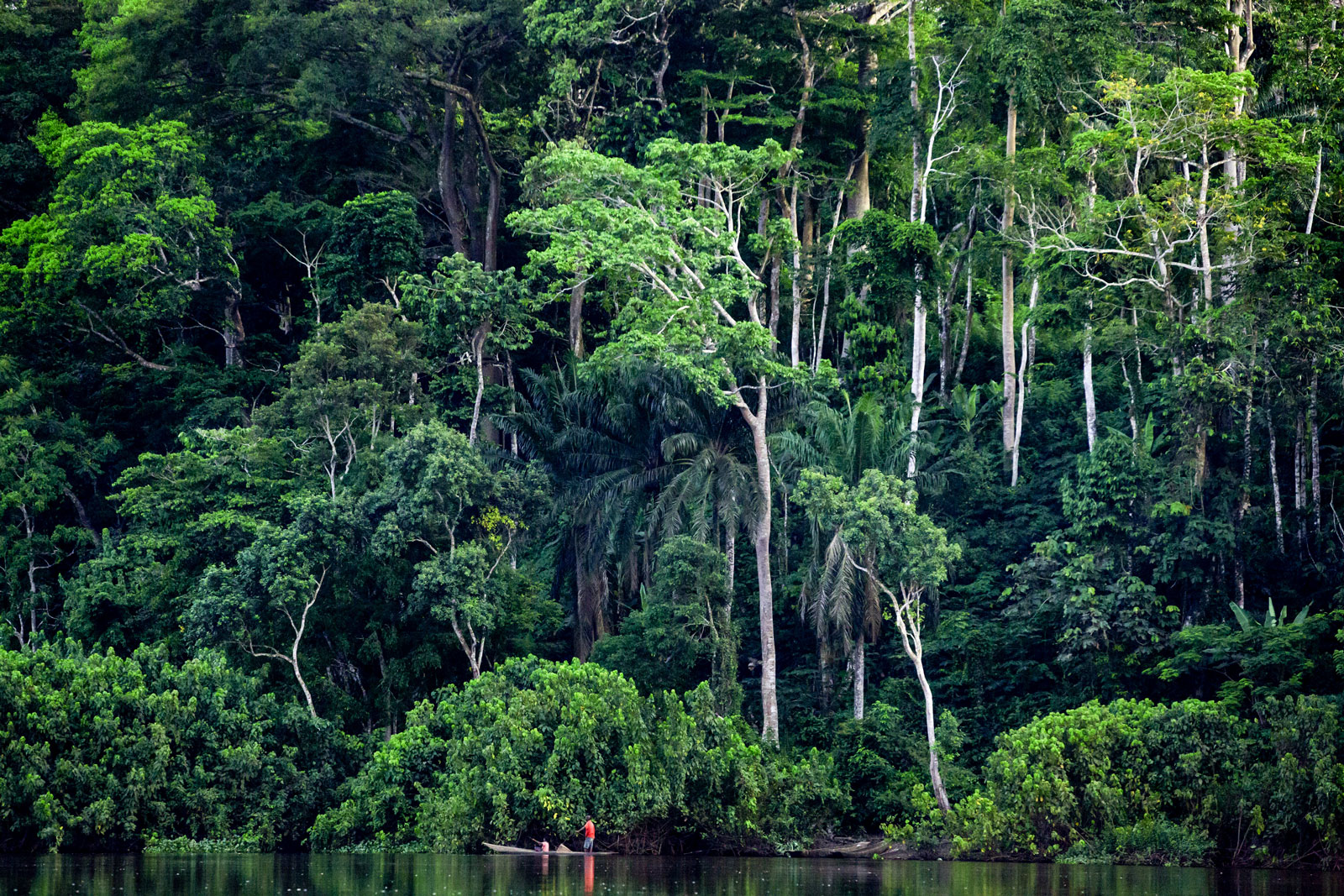A urgente necessidade de pesquisadores locais para proteger a floresta ...