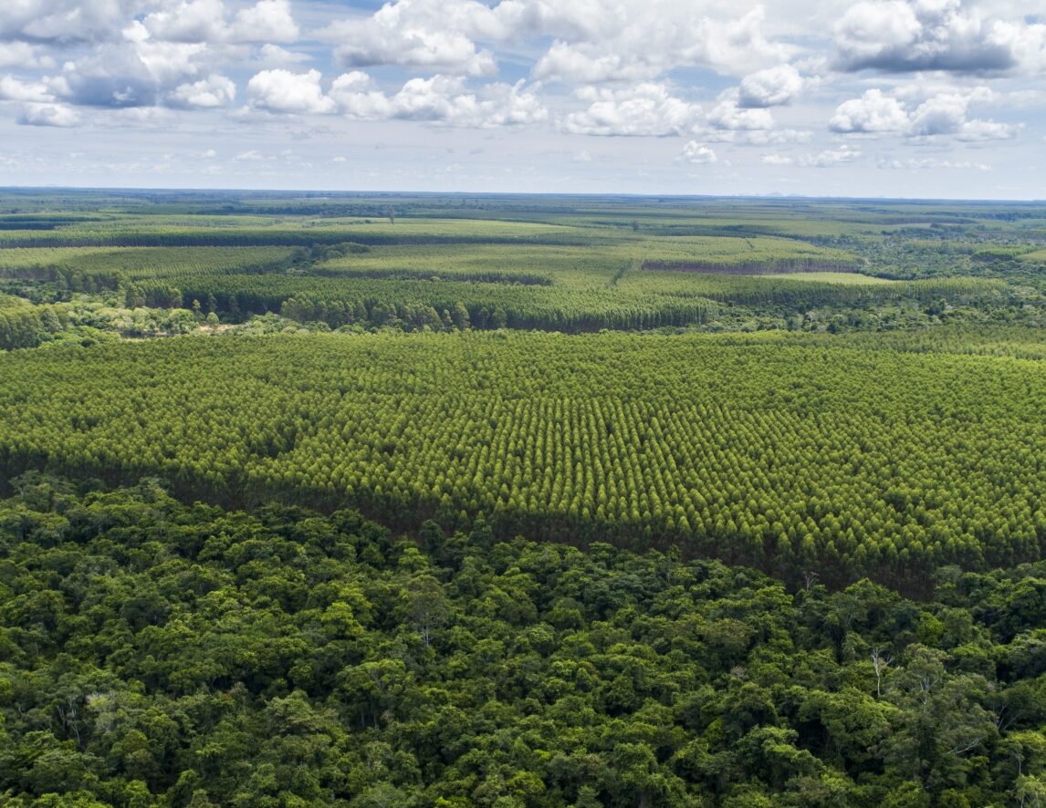 Novo padrão de Manejo Florestal é estabelecido pela FSC para plantações ...