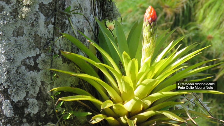 Transformando a Caatinga: Conheça o Primeiro Plano de Ação Nacional ...