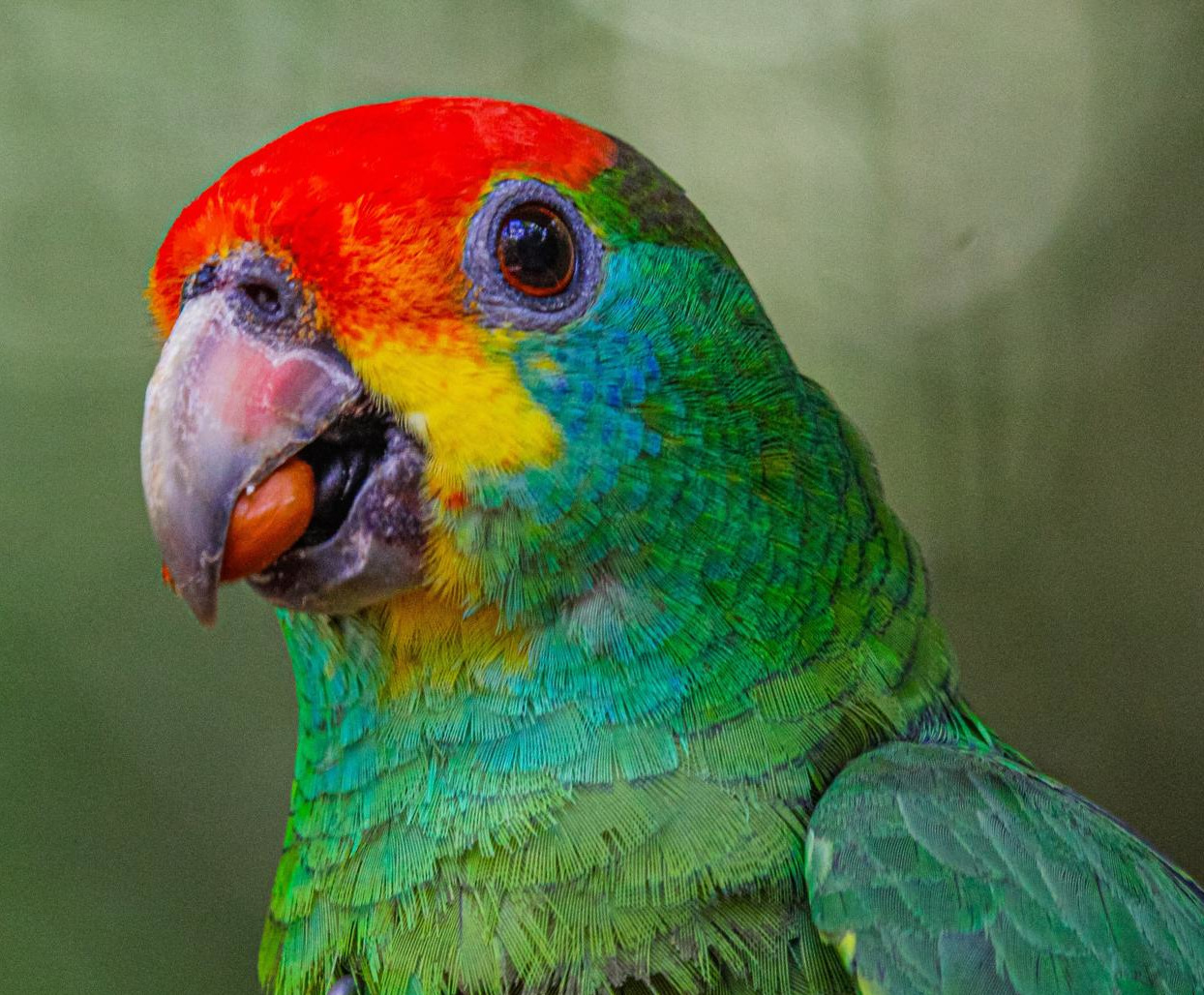 Papagaio-chauá e mutuns voltam à Mata Atlântica de Alagoas após décadas ...